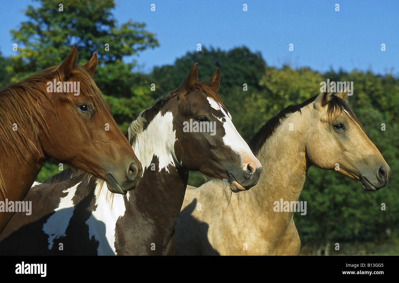 Trois chevaux Banque de photographies et d’images à haute résolution ...