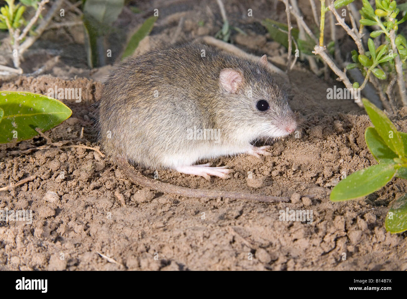 Rat de riz des marais Banque de photographies et d’images à haute ...