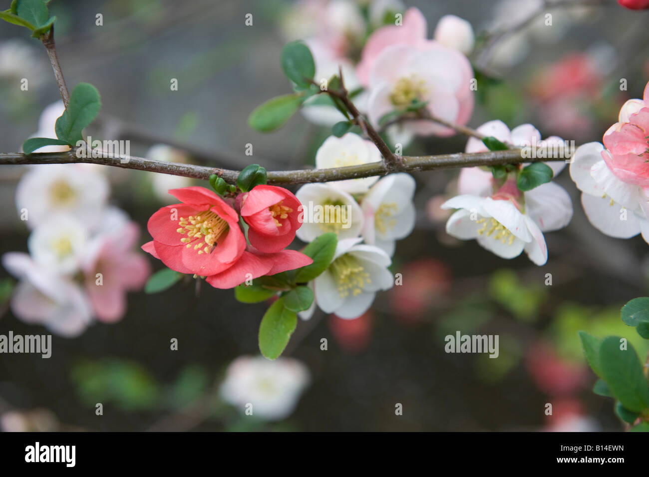 Maules Coing Chaenomeles Japonica Banque d'image et photos - Alamy