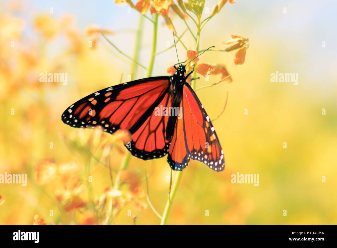 Monarch butterfly migration Banque de photographies et d’images à haute ...
