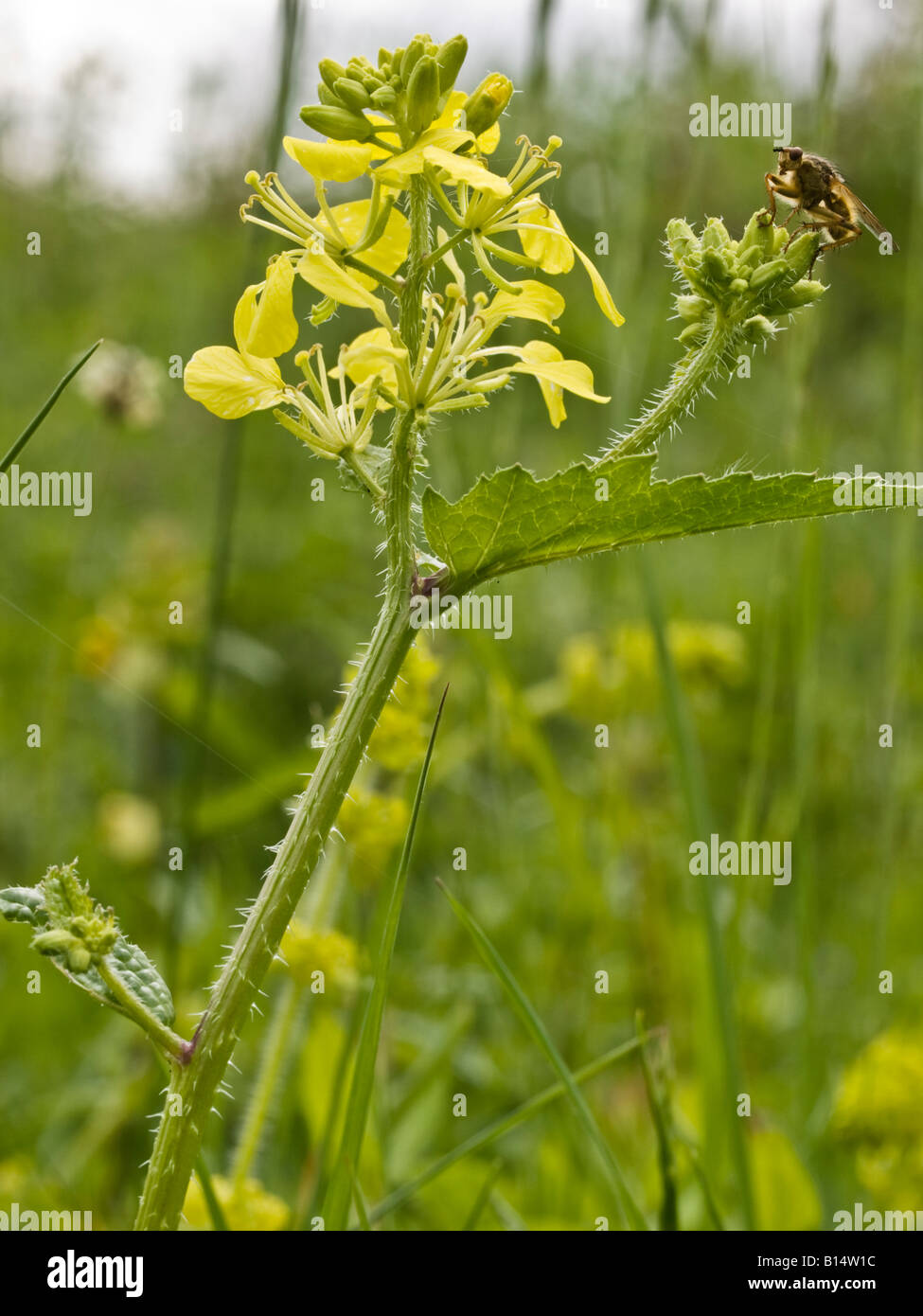 Sinapis arvensis Banque de photographies et d’images à haute résolution ...