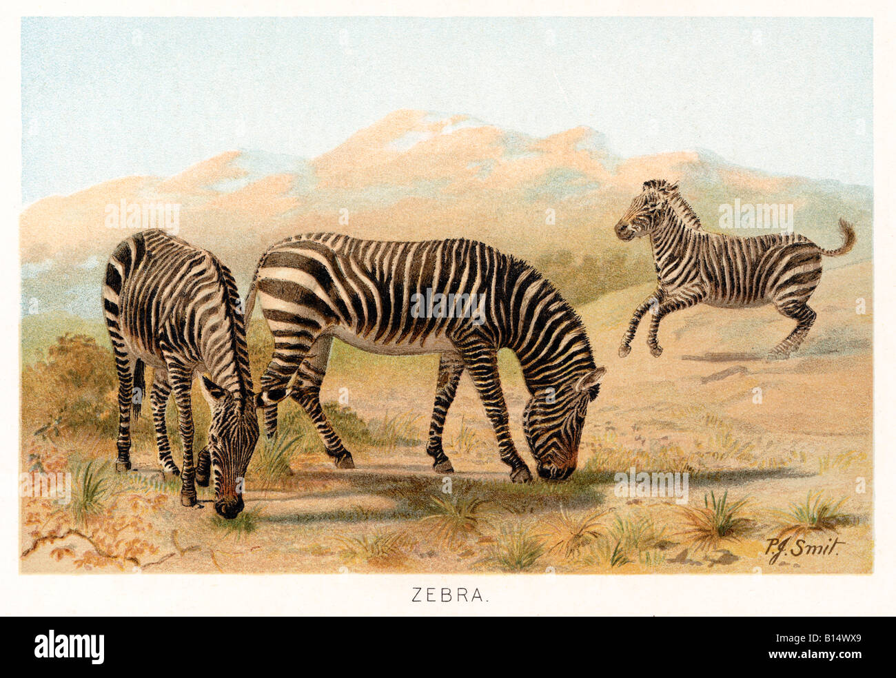Zebra Edwardian illustration de l'strpied peste dans son habitat ...