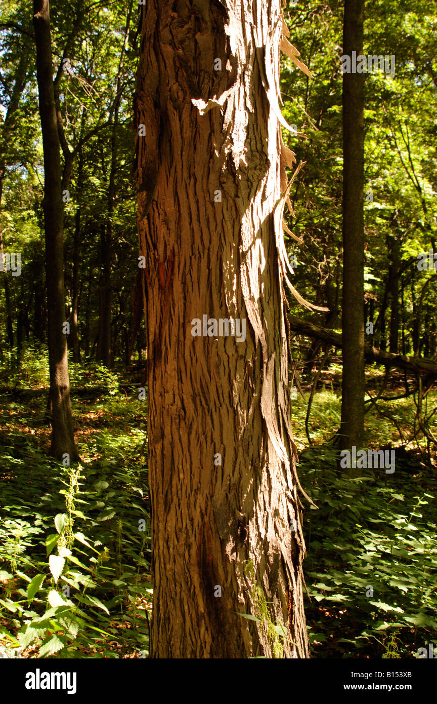 Arbre d'hickory Banque de photographies et d’images à haute résolution ...