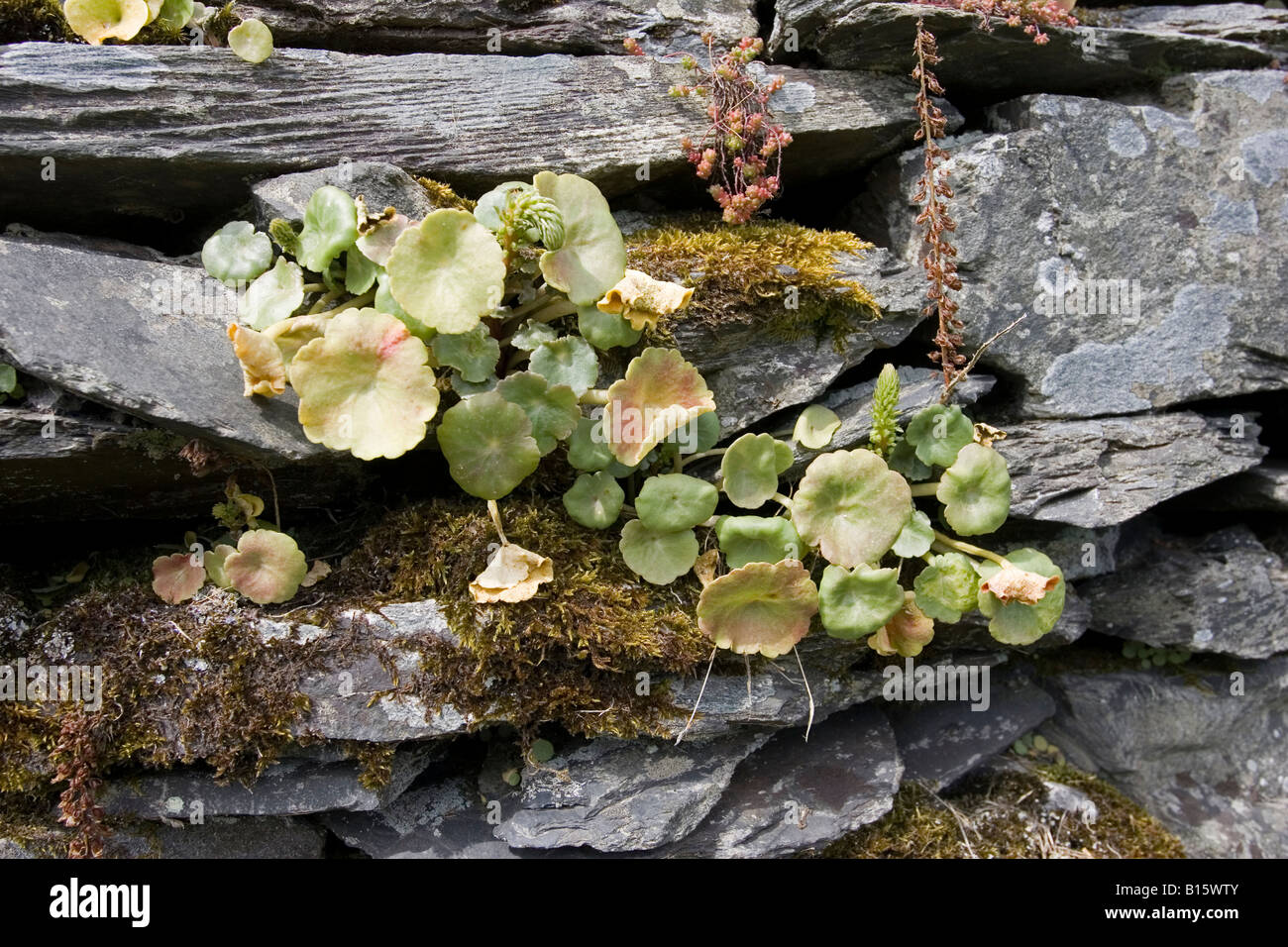 Ombilic rupestris Banque de photographies et d’images à haute ...