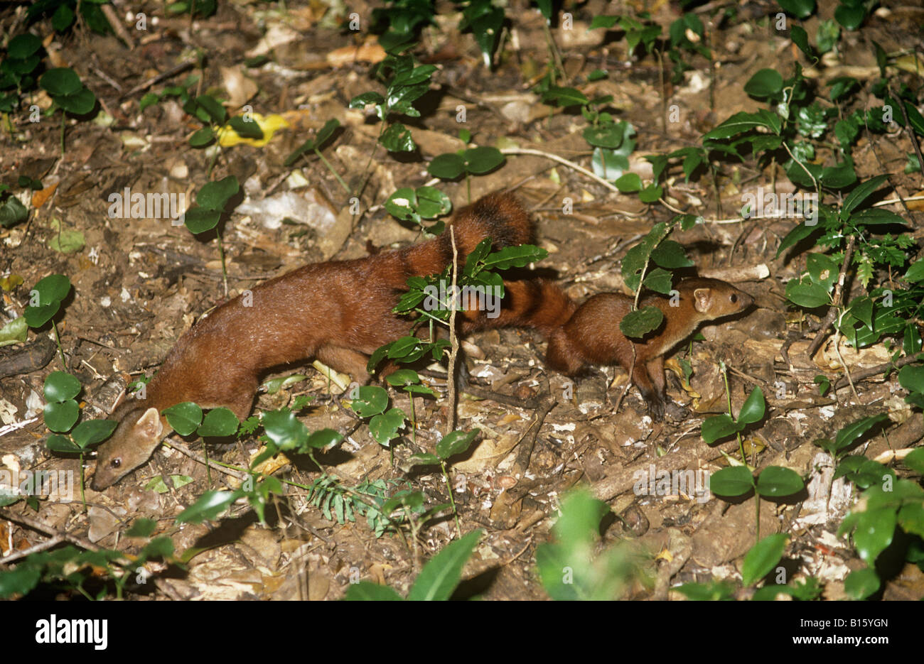 Galidia elegans Banque de photographies et d’images à haute résolution ...