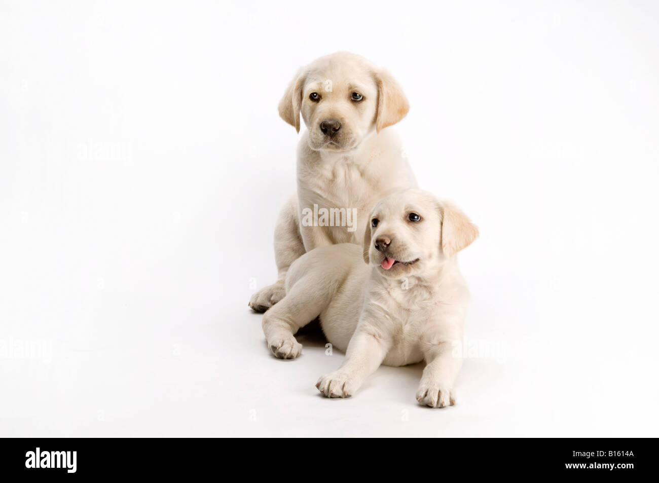 Chiots labrador fond blanc Banque de photographies et d’images à haute ...