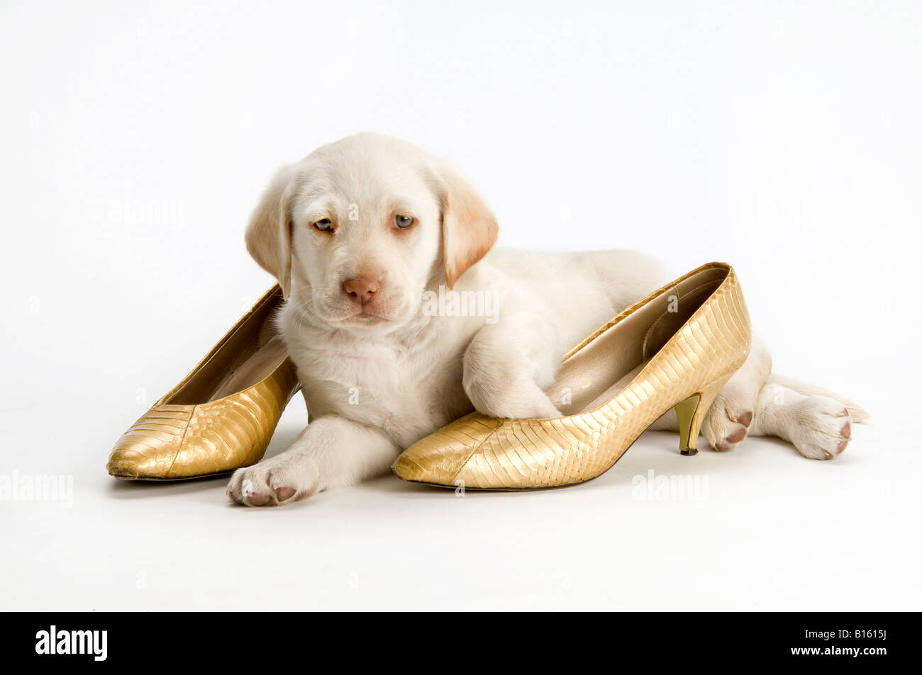 Chiot labrador blanc Banque de photographies et d’images à haute ...