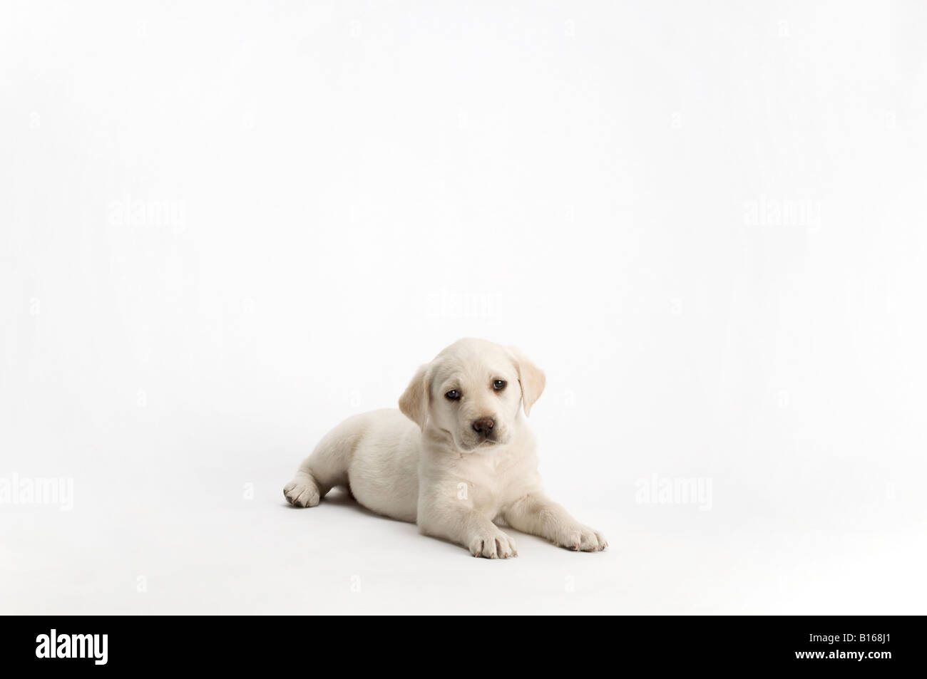 Chiots labrador fond blanc Banque de photographies et d’images à haute ...