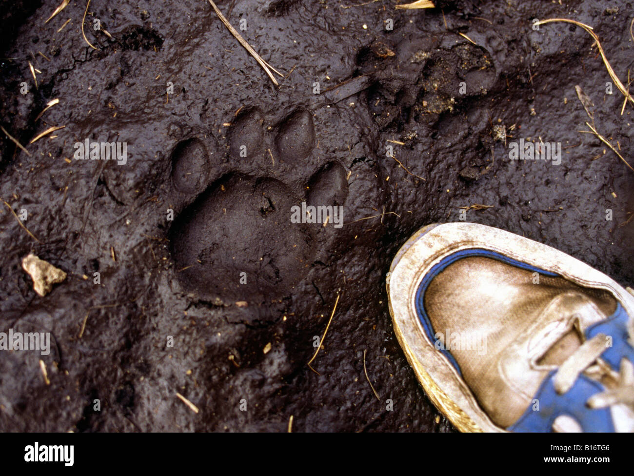Leopards paw Banque de photographies et d’images à haute résolution - Alamy