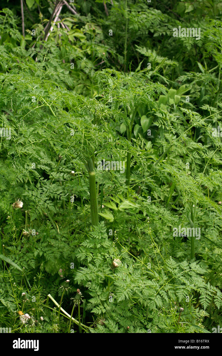 Tuer la neurotoxine Banque de photographies et d’images à haute ...