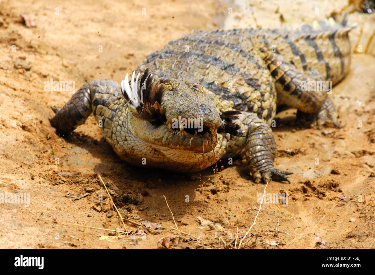 Le crocodile du Nil, Crocodylus niloticus, dévore une poule sacrée ...