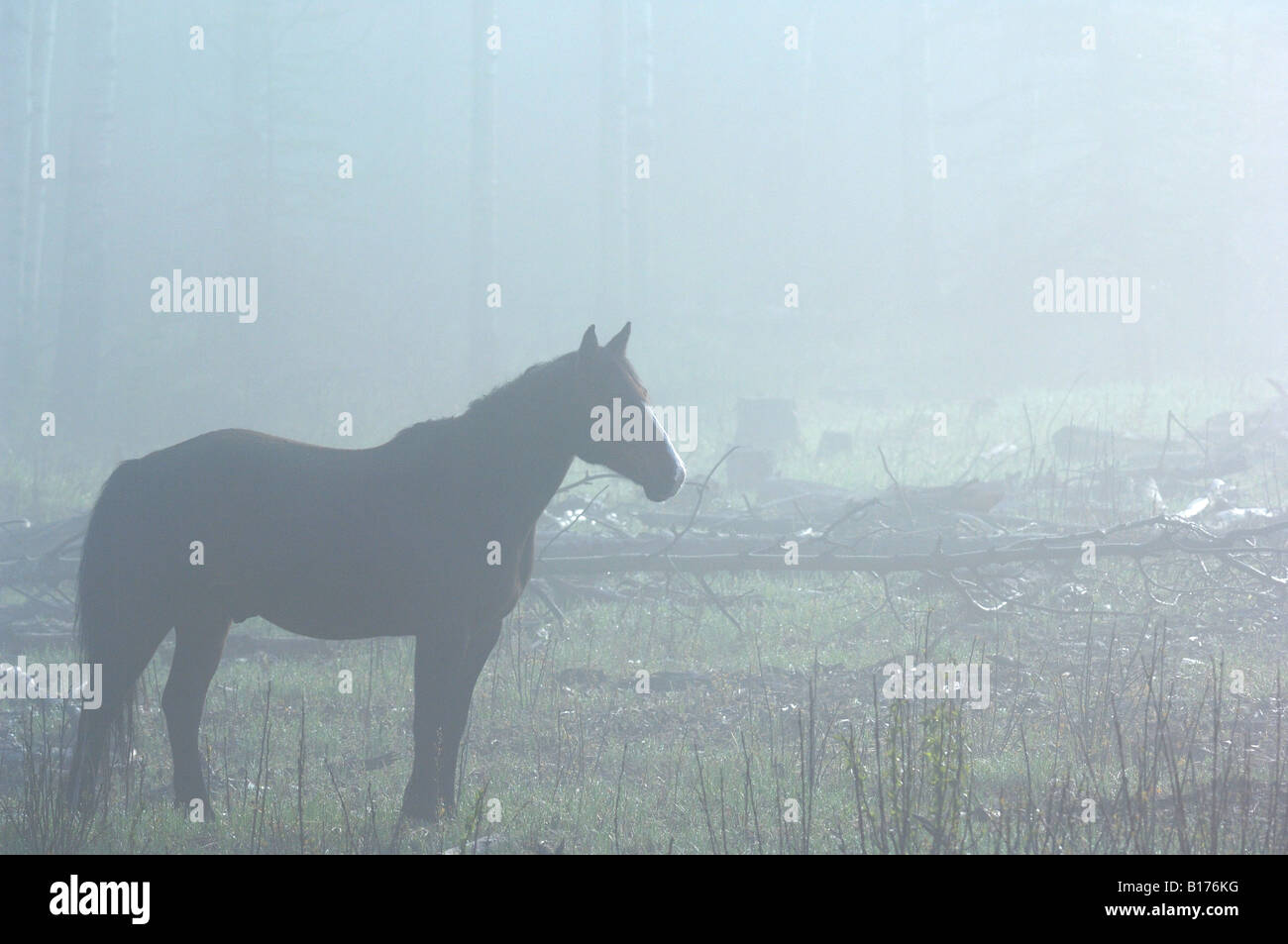 Cheval indompté Banque de photographies et d’images à haute résolution ...