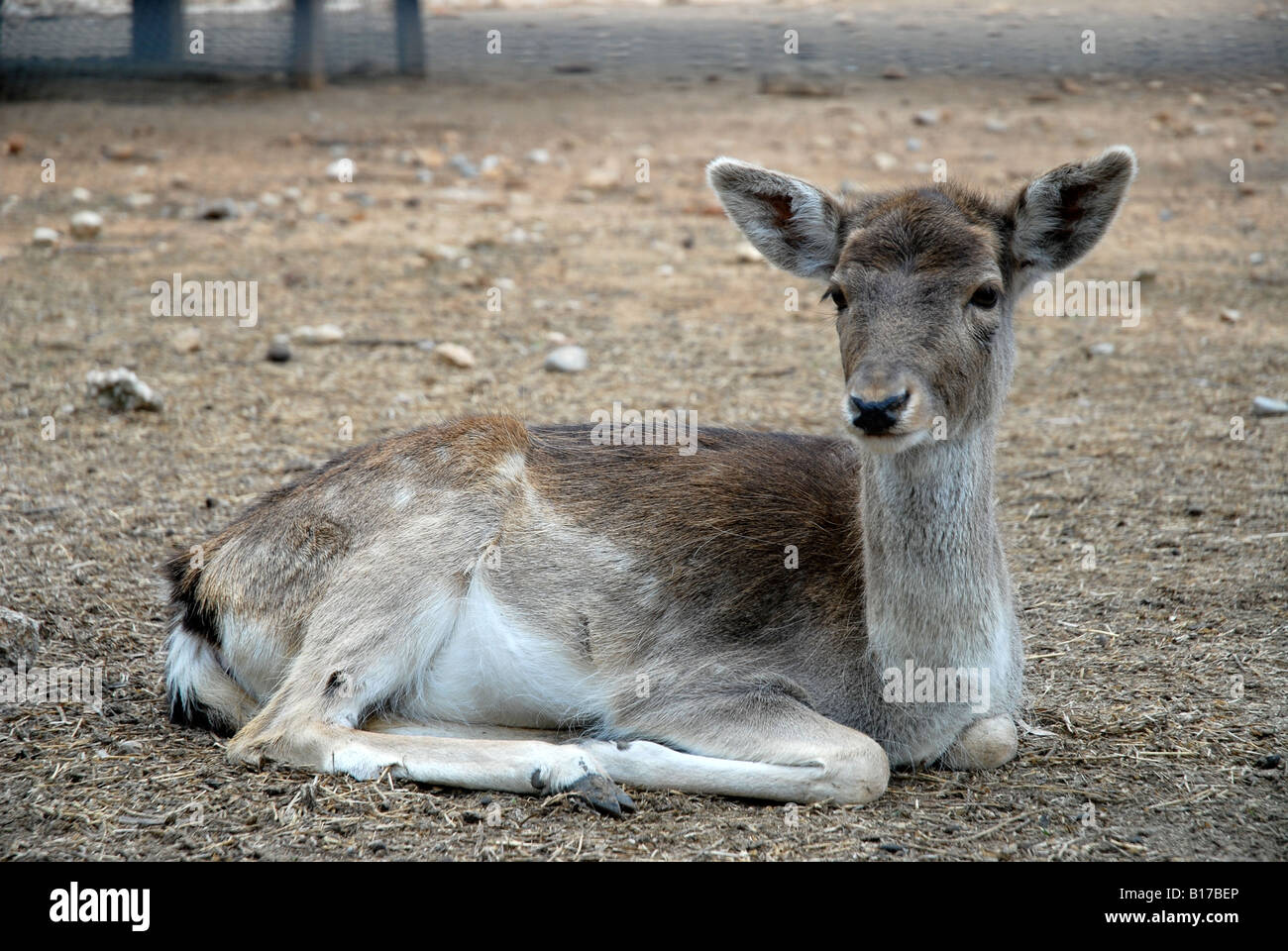 Vergel safari park Banque de photographies et d’images à haute ...