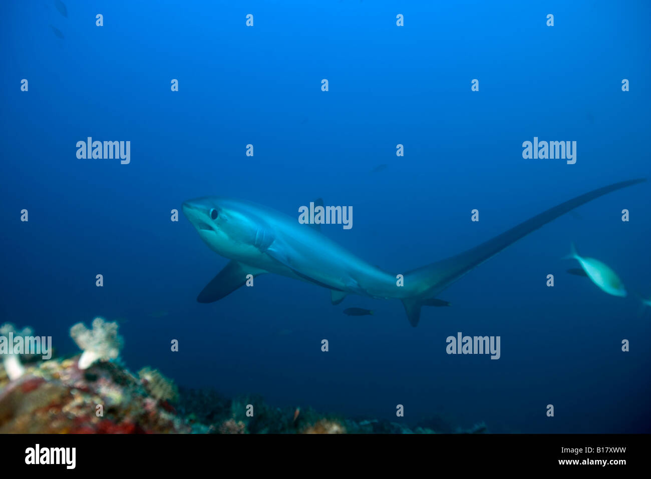 Requin renard Banque de photographies et d’images à haute résolution ...