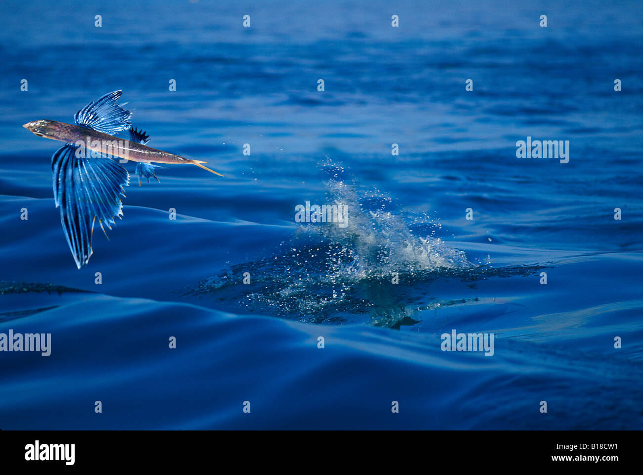 Flying Fish (Exocetus spec Mer des Caraïbes Photo Stock - Alamy