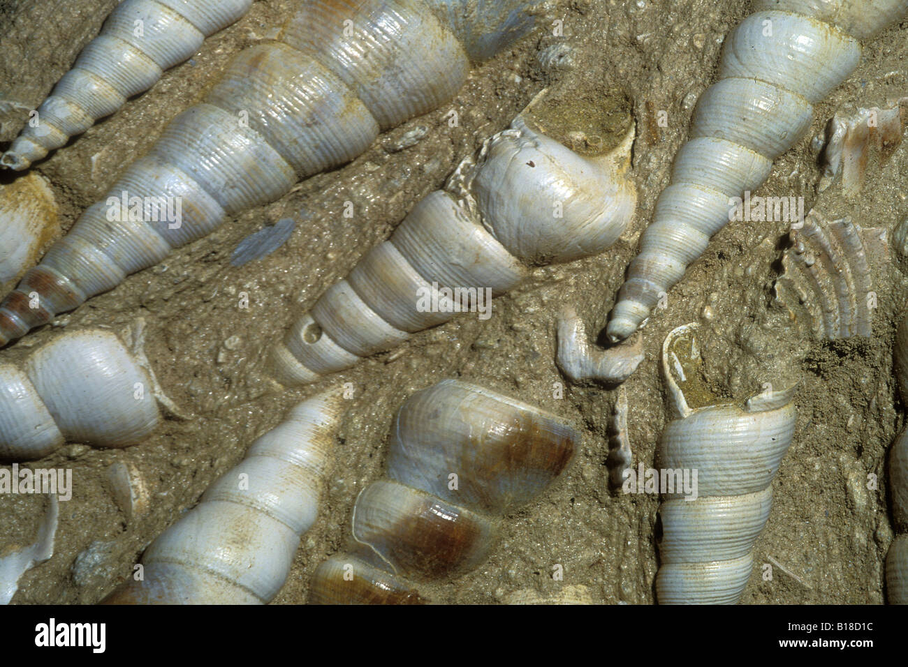 Gastéropodes Fossiles Banque d'image et photos - Alamy