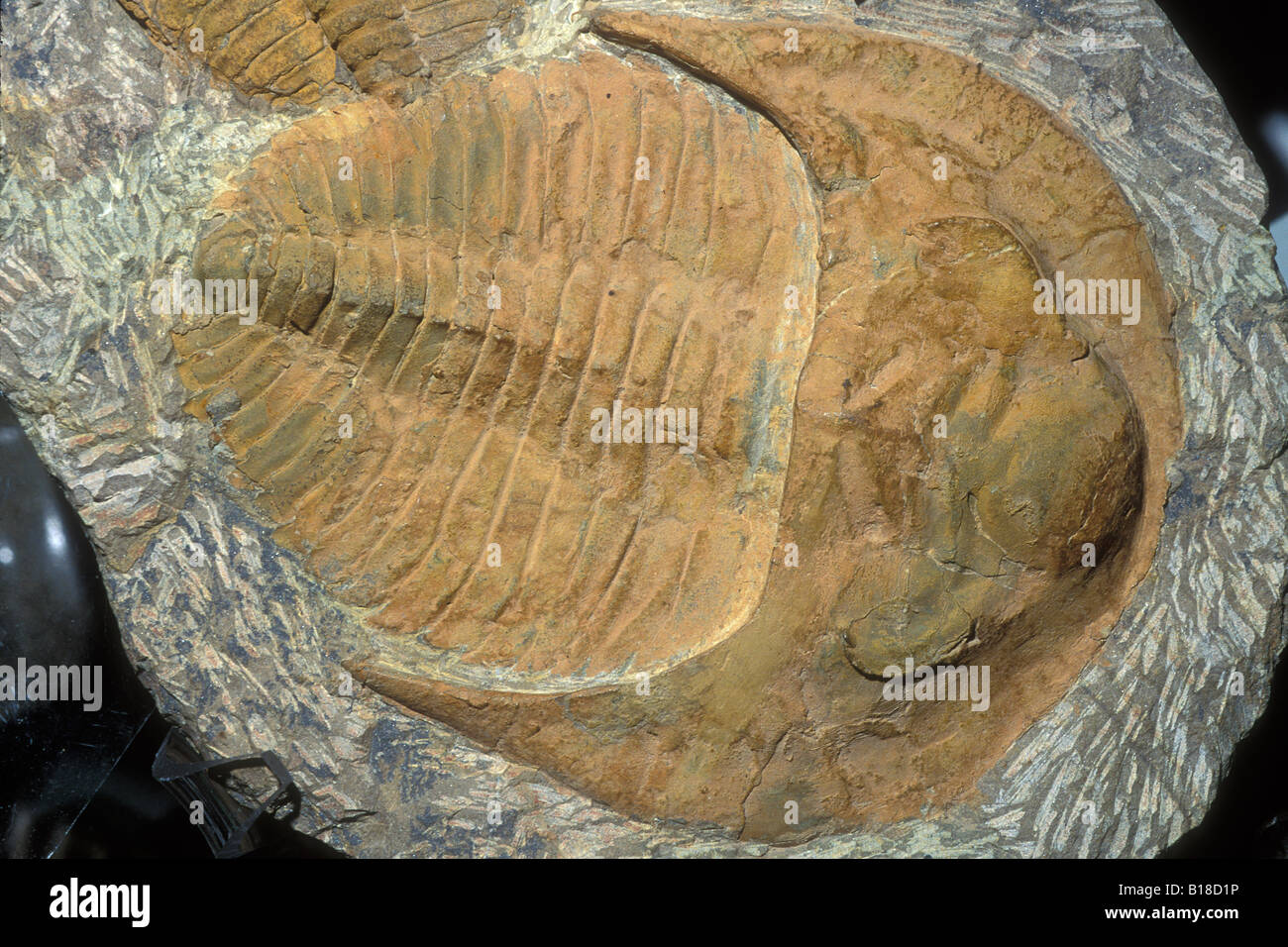 Cambrian Period Fossil Banque d'image et photos - Alamy