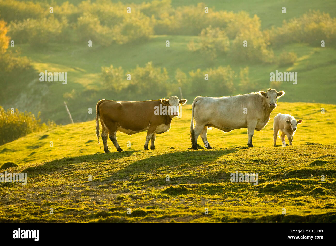 Vaches au coucher du soleil, Saint Joseph a sonné de Bergeronnes ...