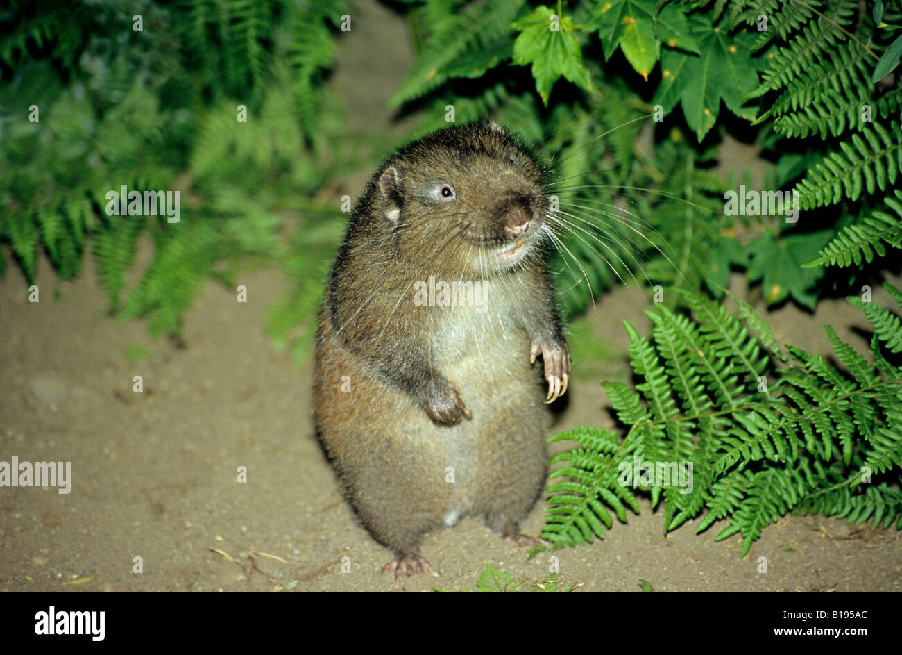 Castor de montagne (Aplodontia rufa), forêt pluviale tempérée, British ...