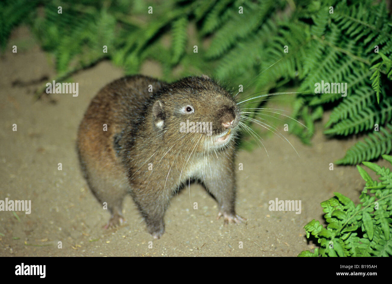 Castor de montagne (Aplodontia rufa), forêt pluviale tempérée, British ...