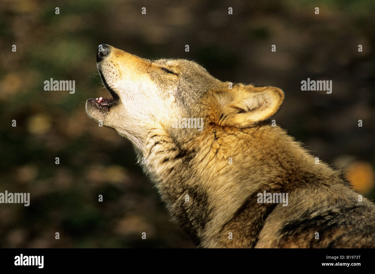 Loup qui hurle Banque de photographies et d’images à haute résolution ...