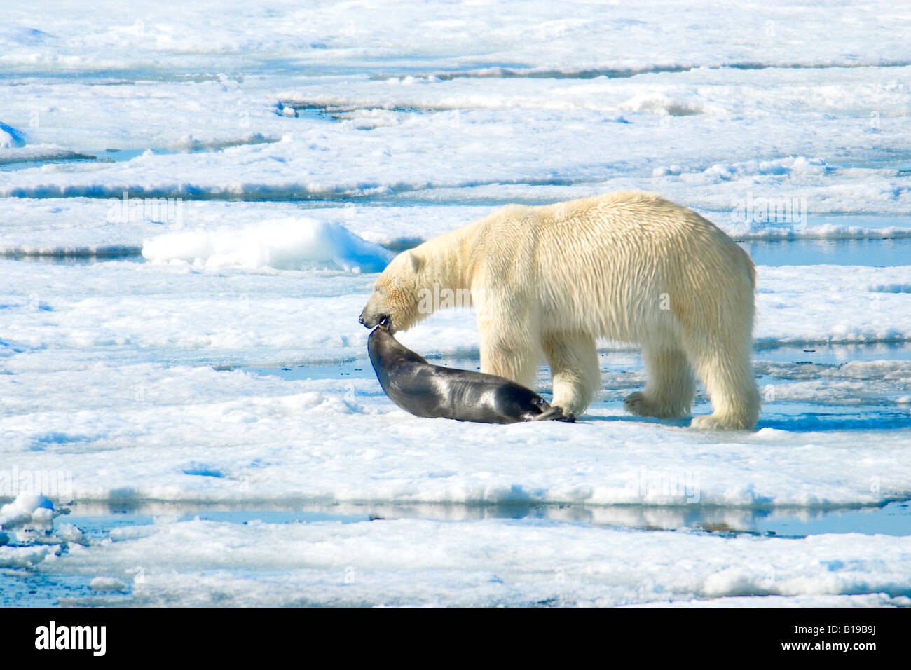 Ours polaire mangeant un phoque Banque de photographies et d’images à ...