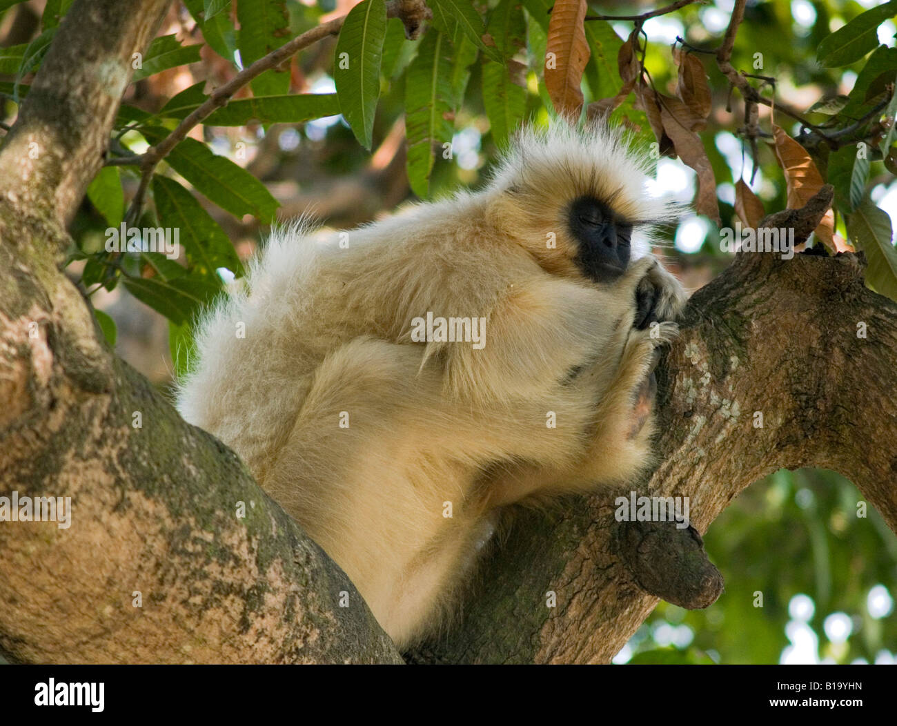 Golden langur monkey Banque de photographies et d’images à haute ...