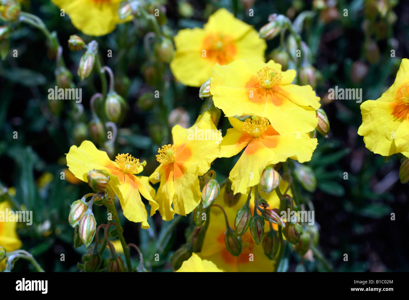 Ben fhada Banque de photographies et d’images à haute résolution - Alamy