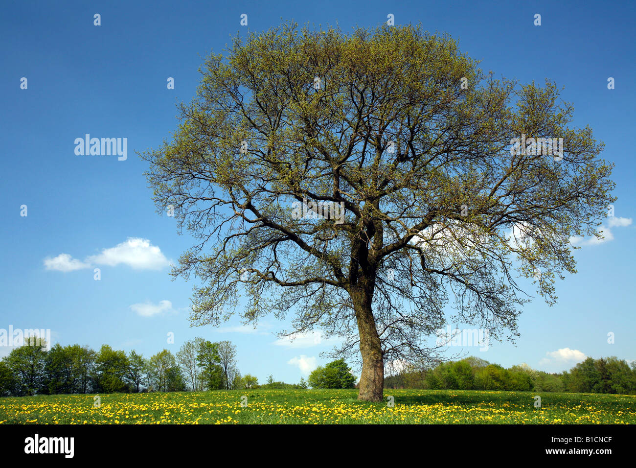 Le chêne commun, le chêne pédonculé, chêne pédonculé (Quercus robur ...
