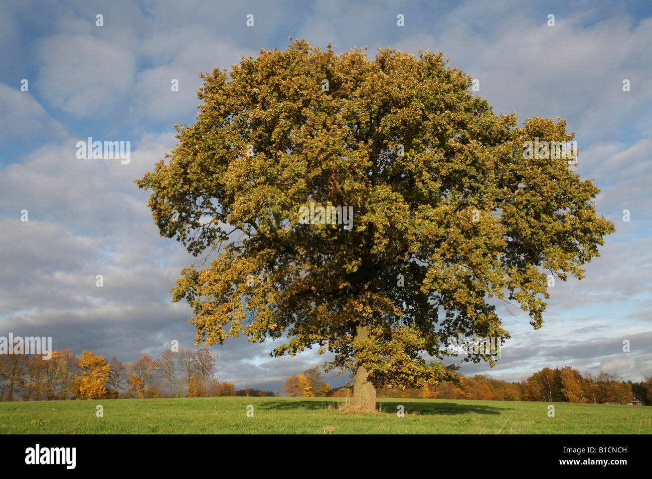 Le chêne commun, le chêne pédonculé, chêne pédonculé (Quercus robur ...