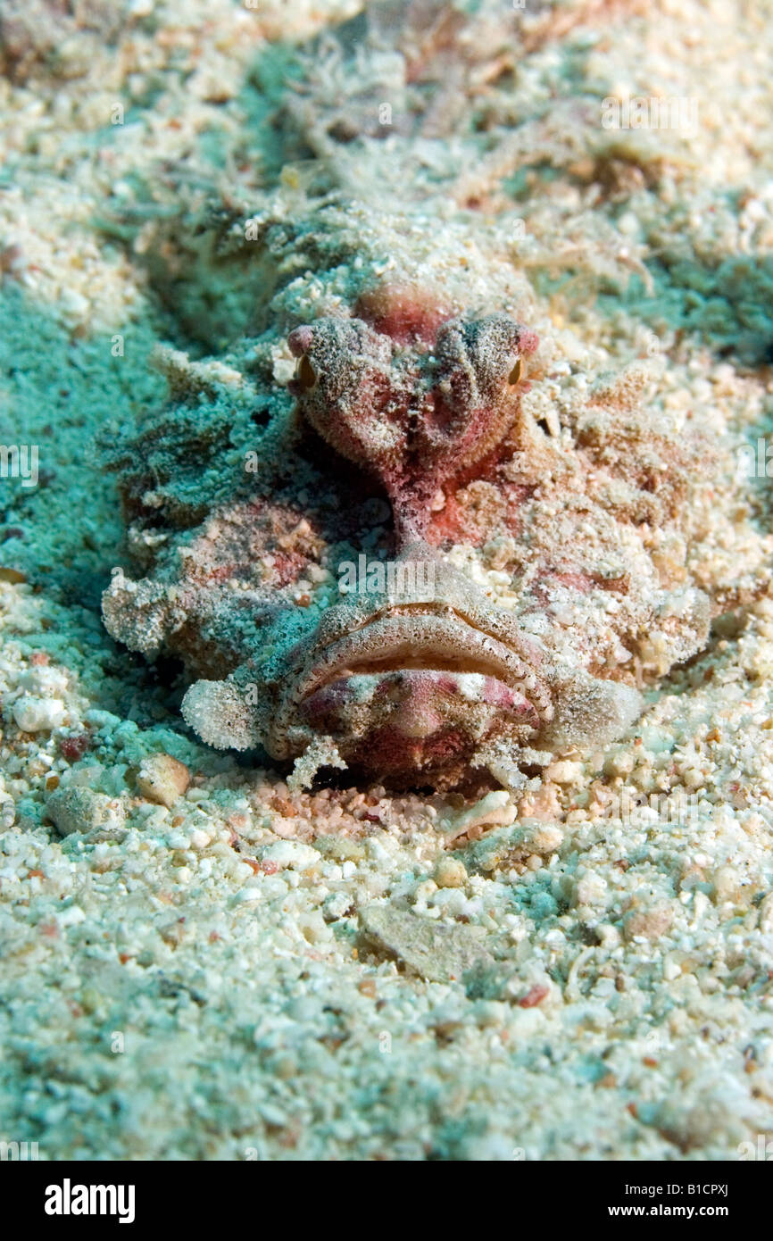 Un poisson Scorpion est assise sur un lit de mer de sable dans la mer ...
