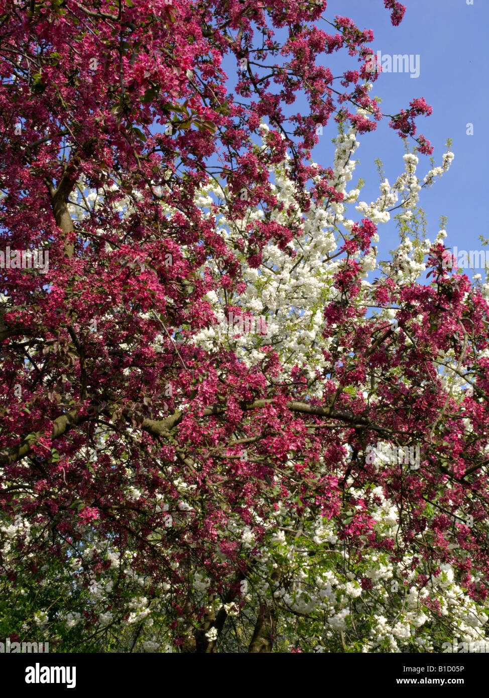 Arbres fruitiers Banque de photographies et d’images à haute résolution ...