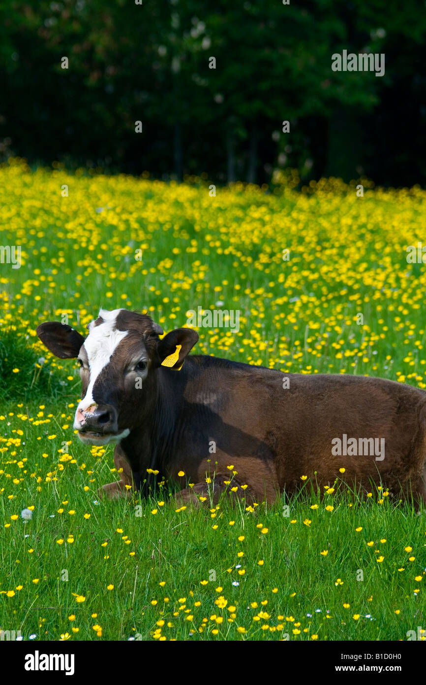Cows lying down Banque de photographies et d’images à haute résolution ...