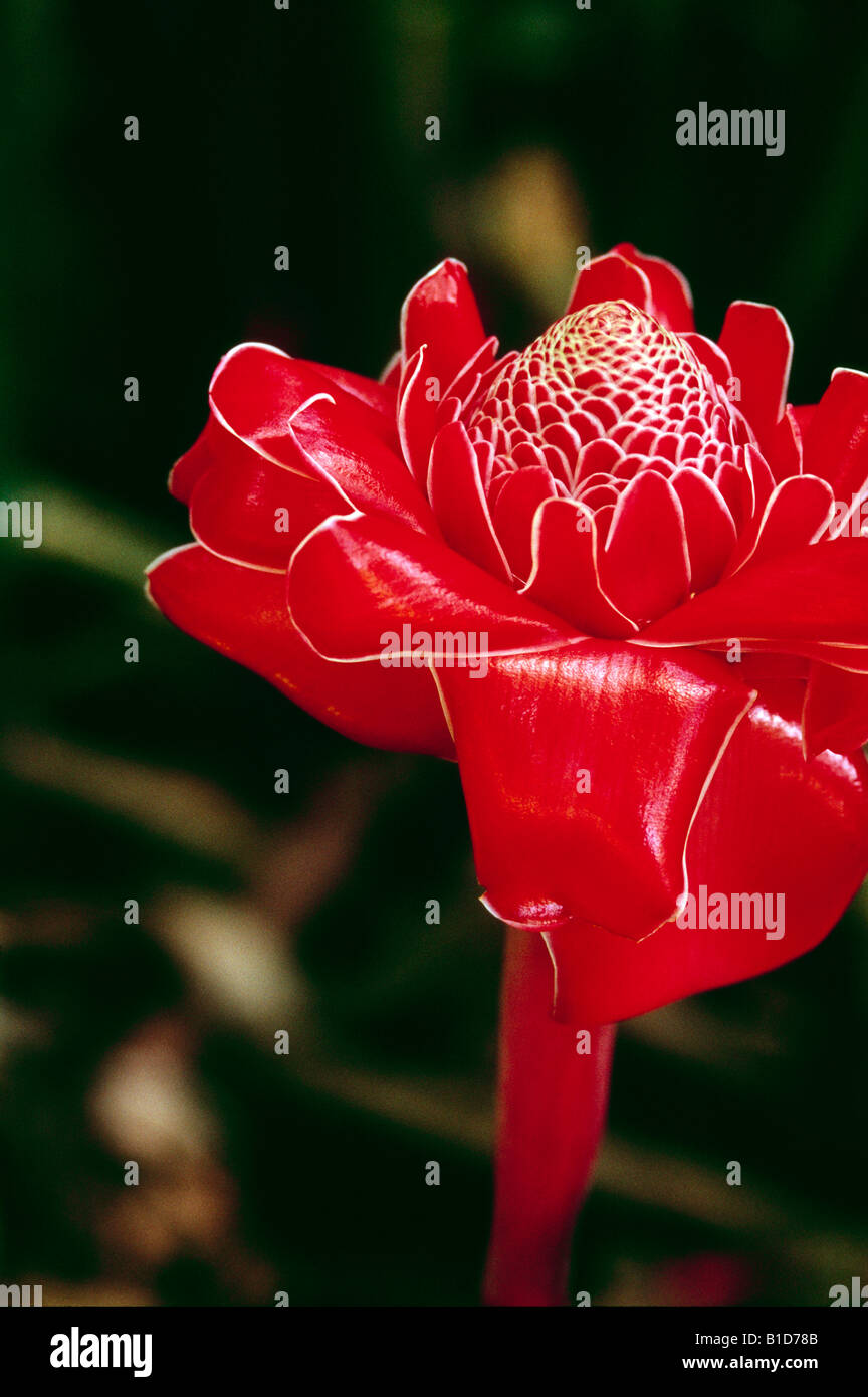 Zingiber officinale flower Banque de photographies et d’images à haute ...