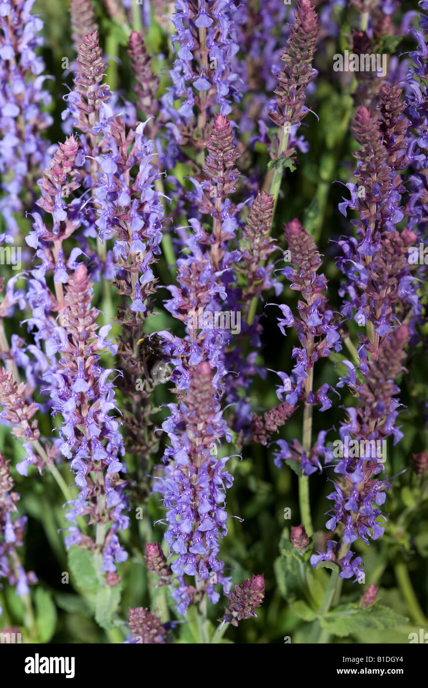 Salvia x sylvestris Banque de photographies et d’images à haute ...