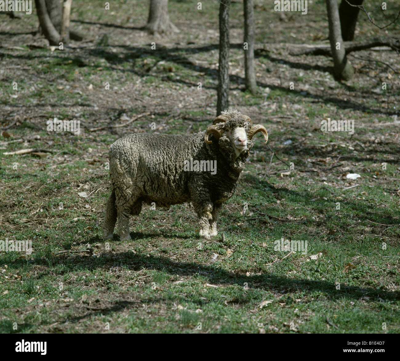 Merino sheep ram Banque de photographies et d’images à haute résolution ...