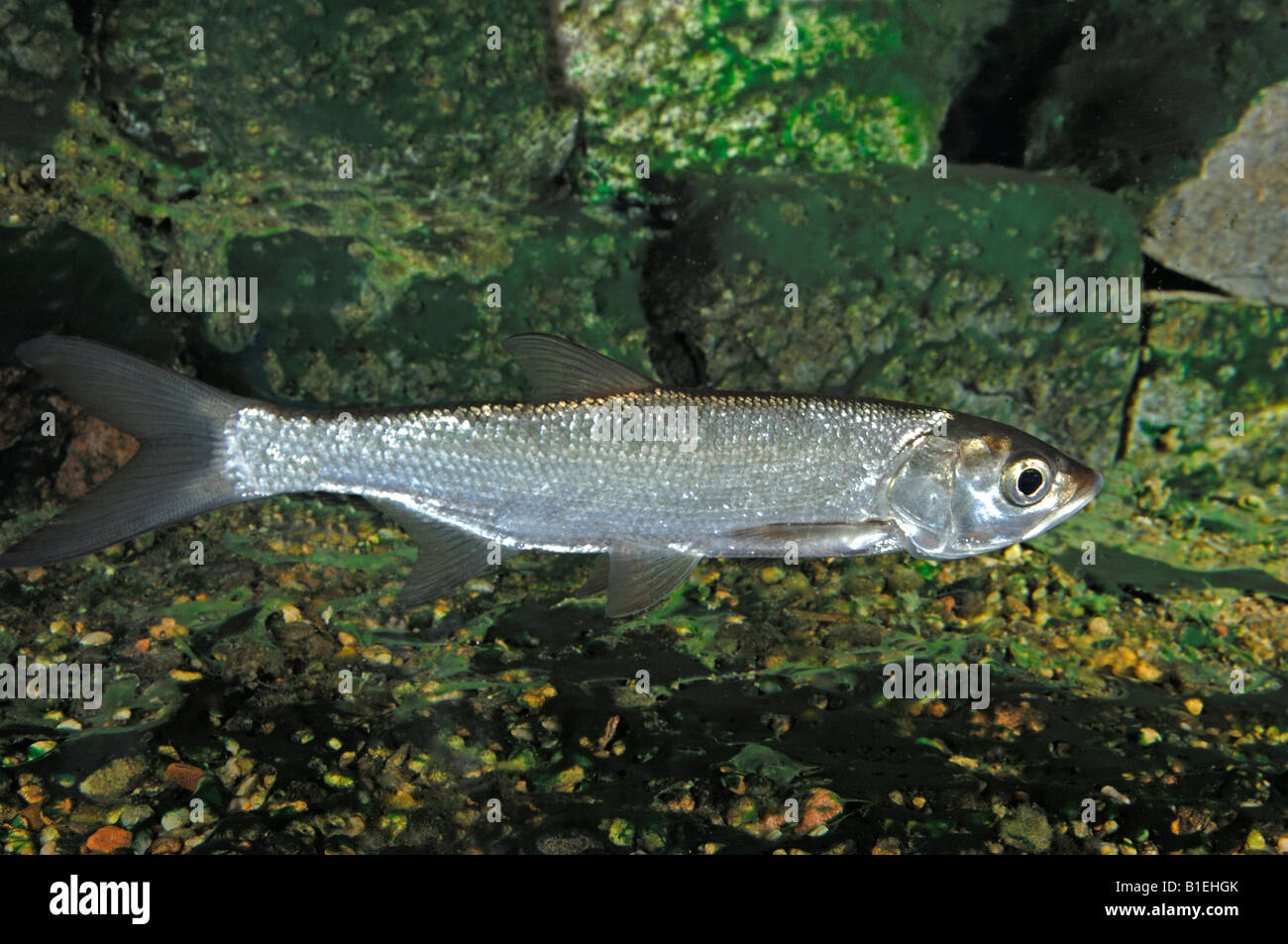 Asp predatory freshwater fish Banque de photographies et d’images à ...