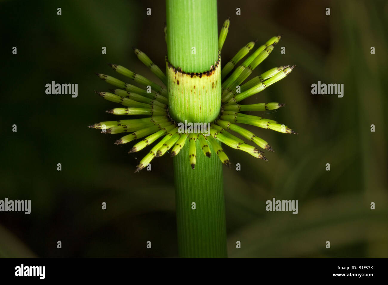 Prêle géante equisetum giganteum Banque de photographies et d’images à ...