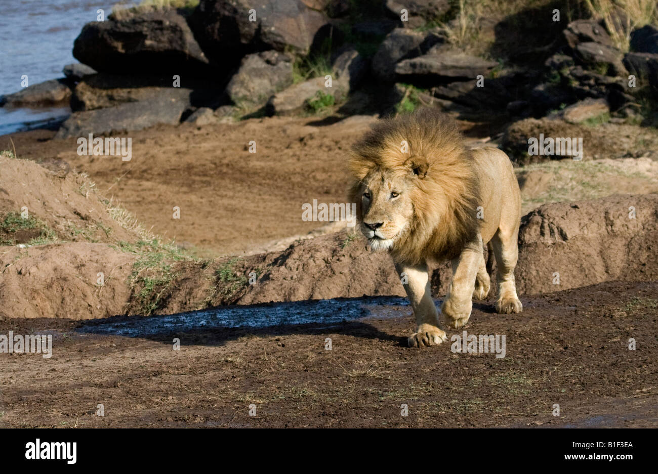 Chasse au lion Banque de photographies et d’images à haute résolution ...