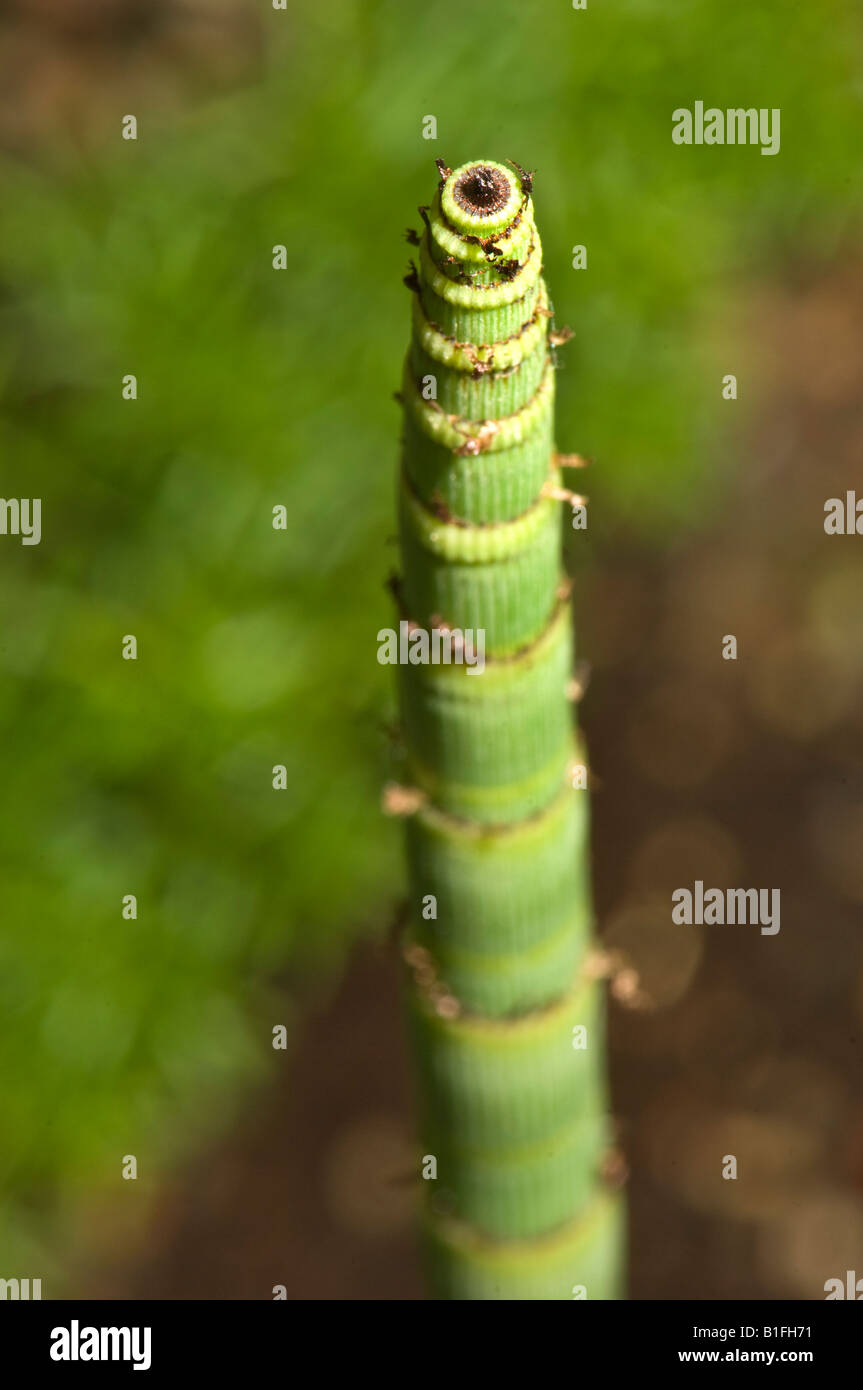 Equisetum giganteum Banque de photographies et d’images à haute ...