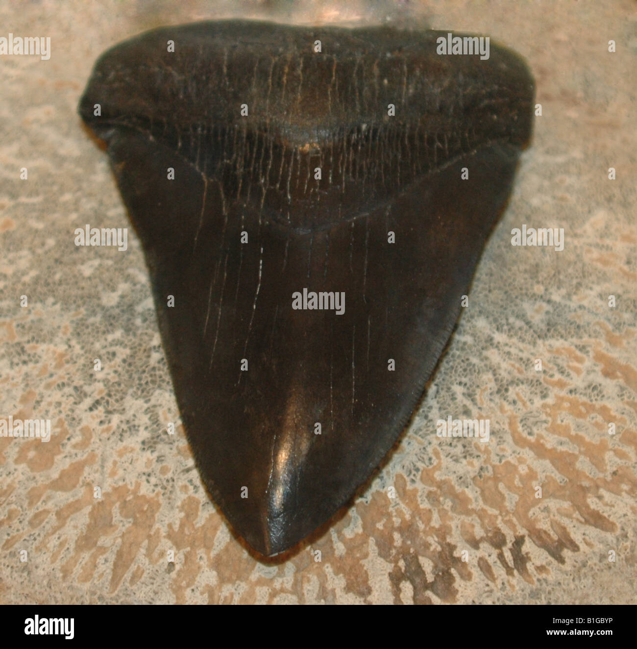 Dent de requin géant Banque de photographies et d’images à haute ...