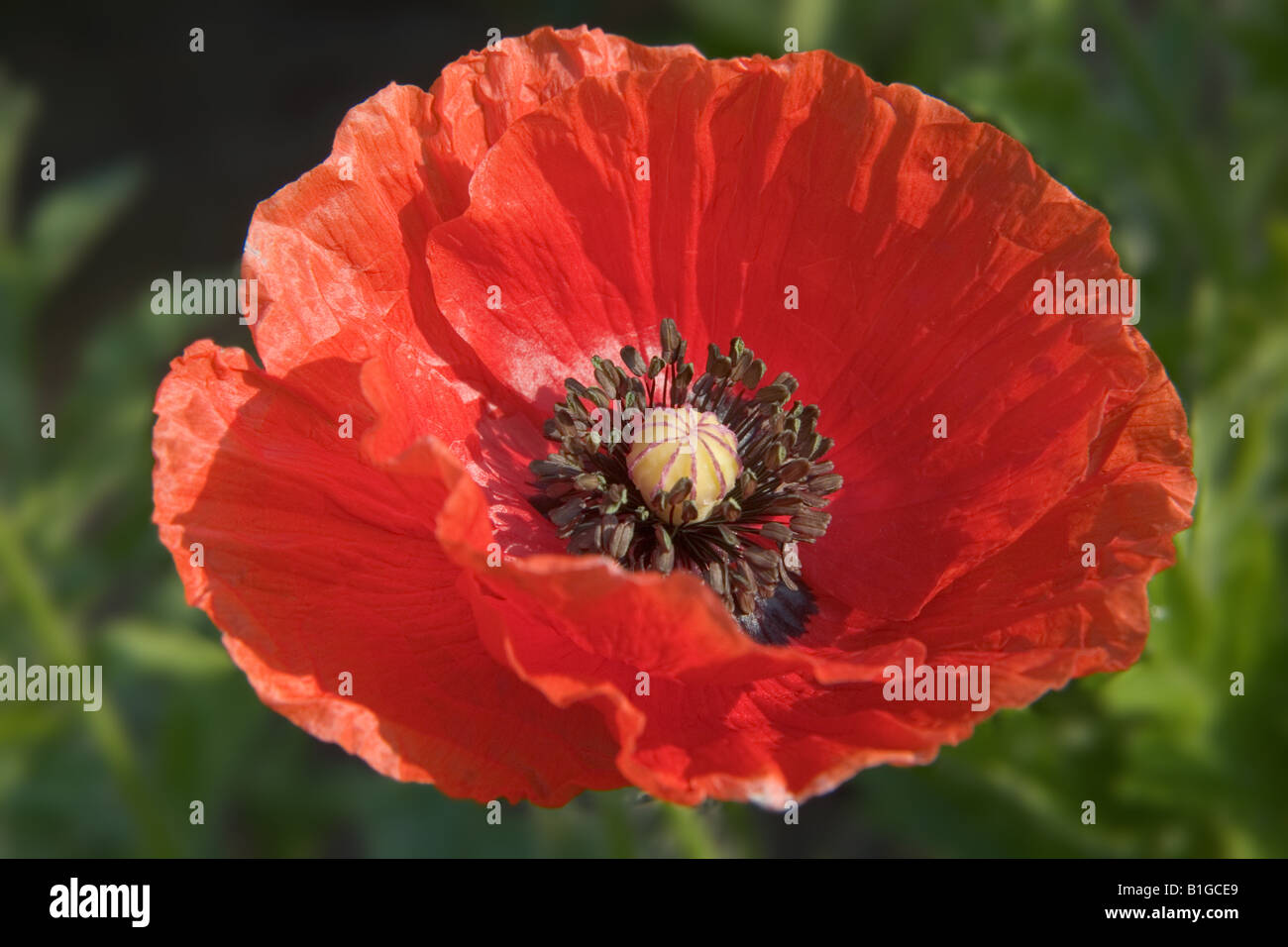 Coquelicot rouge Banque de photographies et d’images à haute résolution ...