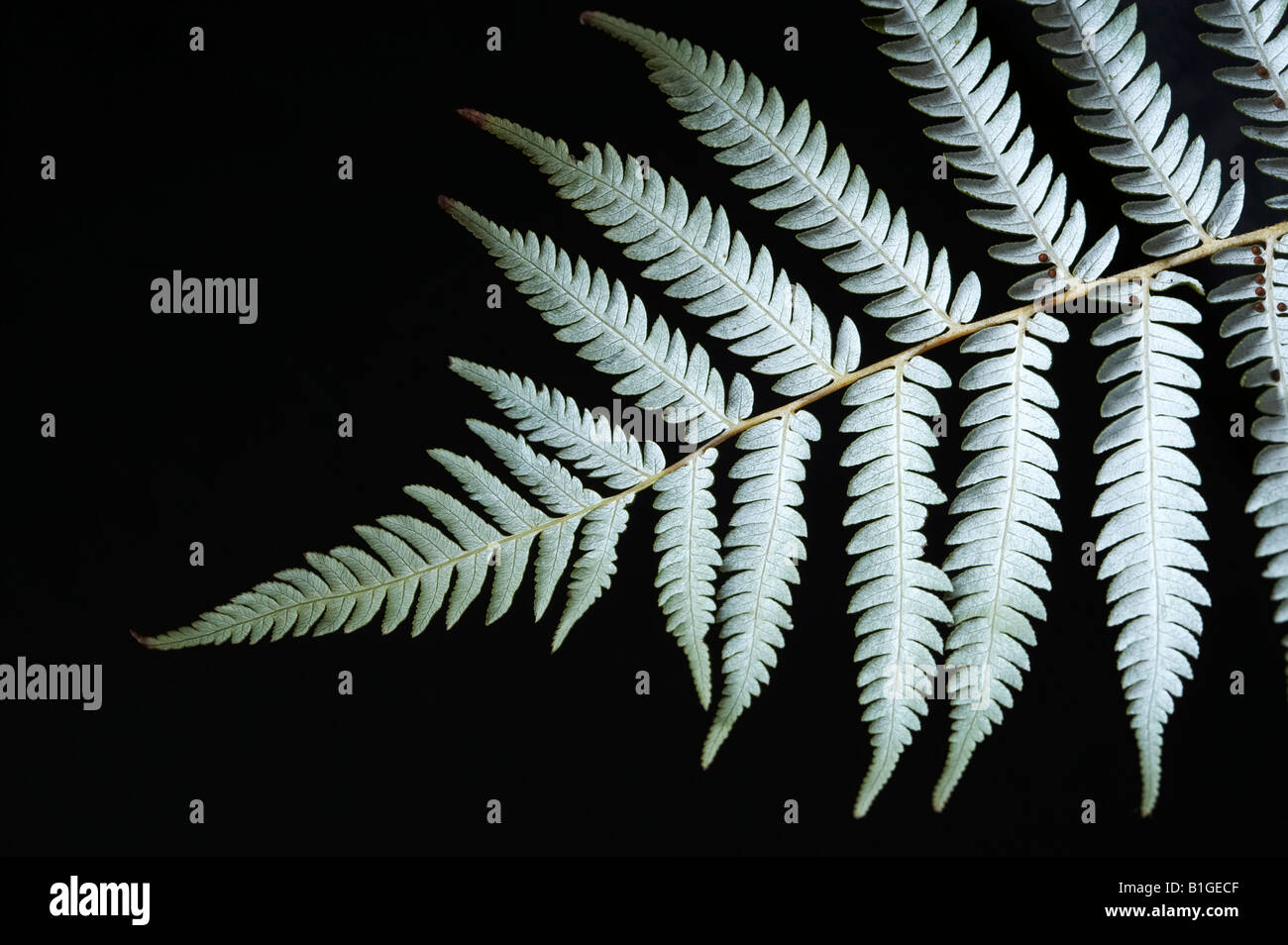 Silver fern leaf nz emblem Banque de photographies et d’images à haute ...