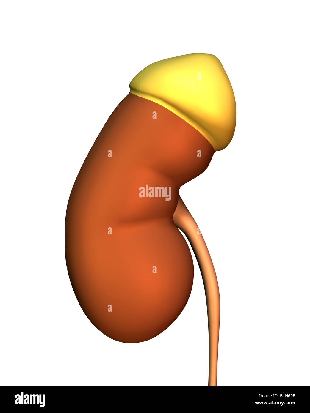 Anatomie du bassin Banque d'images détourées - Alamy