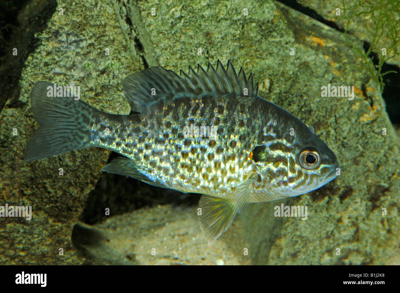 Pumpkinseed freshwater fish lepomis gibbosus Banque de photographies et ...
