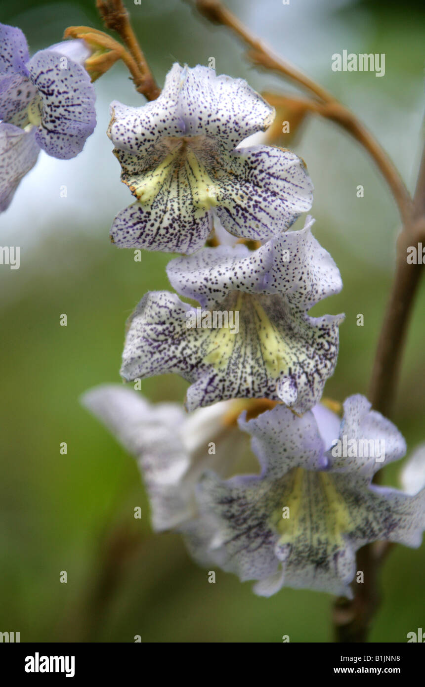 Arbre Dragon Saphir Banque d'image et photos - Alamy