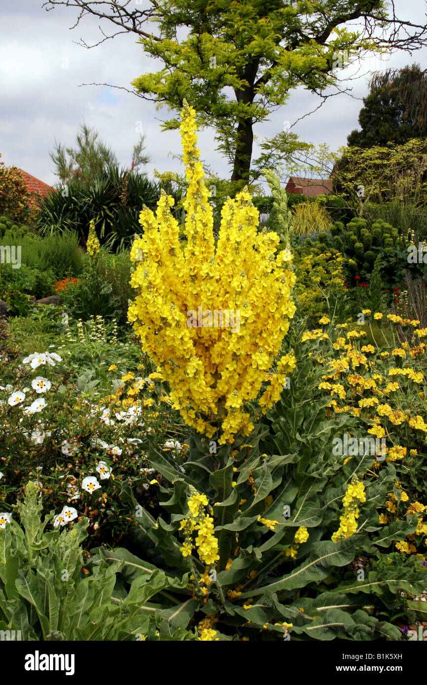 Verbascum gainsborough Banque de photographies et d’images à haute ...