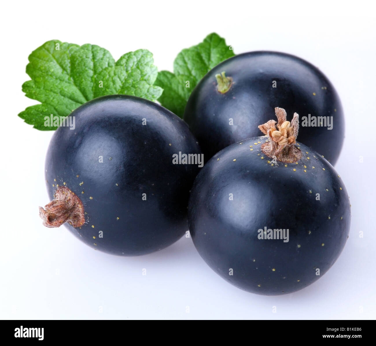 Cassis fruit Banque de photographies et d’images à haute résolution - Alamy