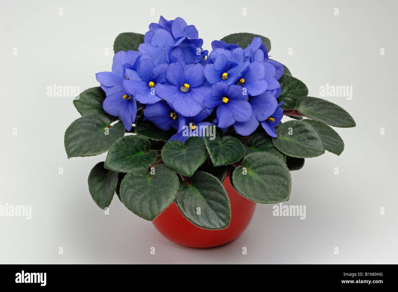 Saintpaulia, violette africaine, la violette africaine (Saintpaulia ...