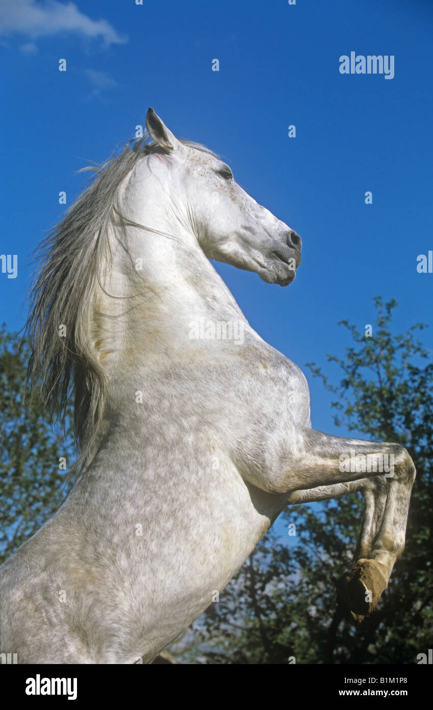 Arabe barb horse Banque de photographies et d’images à haute résolution ...